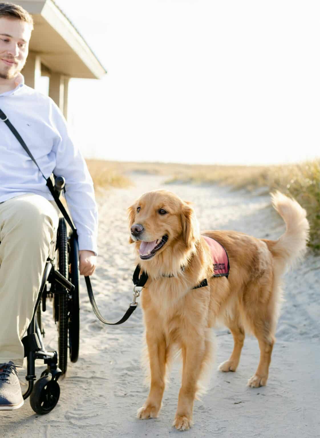 Our Training Process | paws4people® Assistance Dog Placement ...