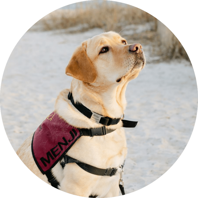 Donate Today | paws4people® Assistance Dog Placement - Wilmington, NC